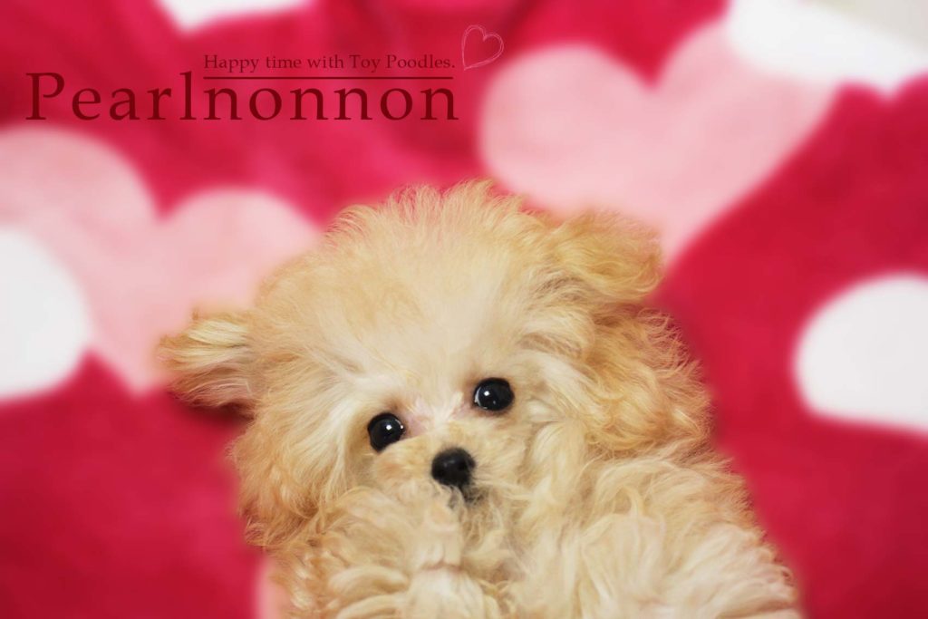 Pretty amu *＊ - Pearl nonnon